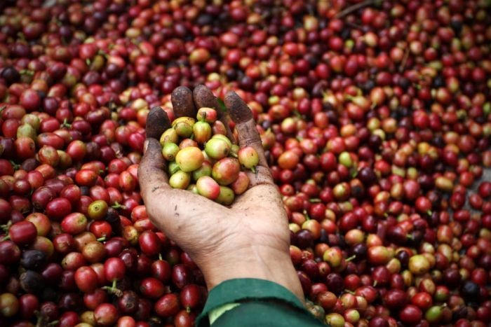 The Most Expensive Coffee in The World is Made From Animal Poop ...